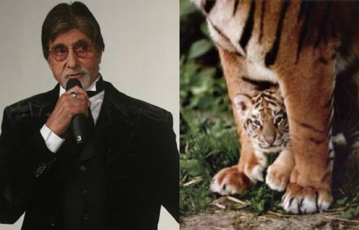 Amitabh Bachchan to become Maharashtra's 'Tiger Ambassador'